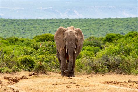 Minervadb On Linkedin Postgresql Mutex Tips And Techniques
