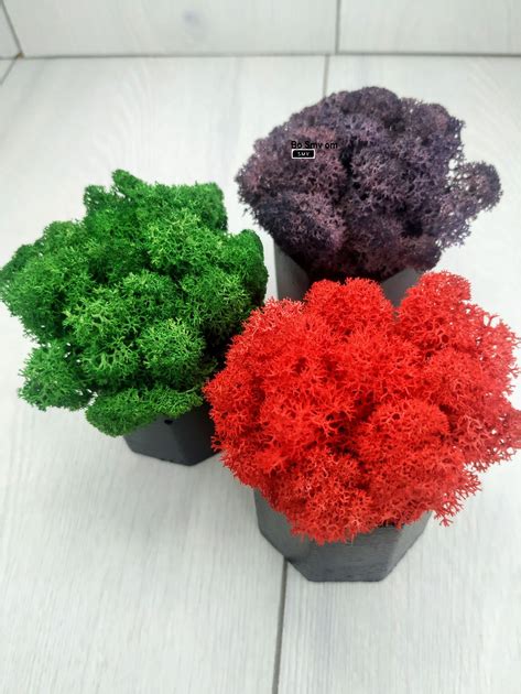 Кашпо со мхом Rozetka Купить недорого стабилизированный мох в кашпо цены 👌 отзывы продажа