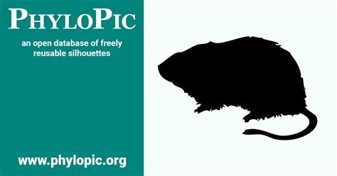 Sigmodon Hispidus By Natasha Vitek Pdm 10 Phylopic