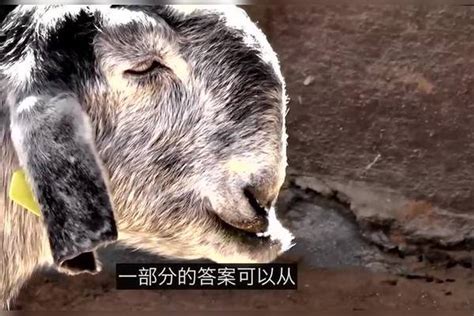 身价最高的羊单只45万小时候美翻天如今丑到不能入眼