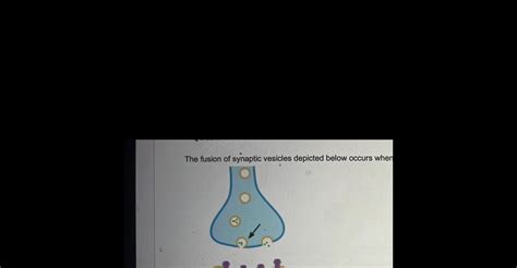 [answered] The Fusion Of Synaptic Vesicles Depicted Below Occurs When A