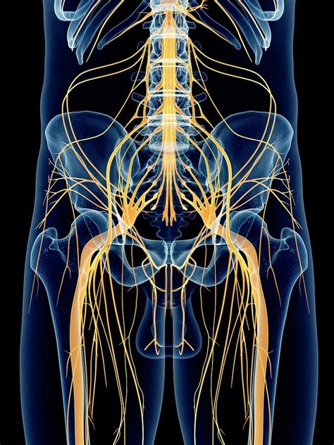Sciatic Nerve Photograph By Science Photo Library Pixels