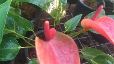 හොදම පැලෙ අපෙන් ️🔥 පැකේජ් අංක 147 අමතන්න 0764051703 Youtube