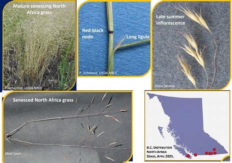African Grassland Plant Names African Grassland Plant Names