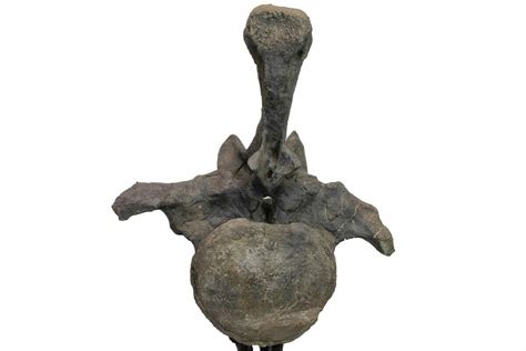 Huge Apatosaurus Caudal Vertebra With Chevron Wyoming 113410 For Sale
