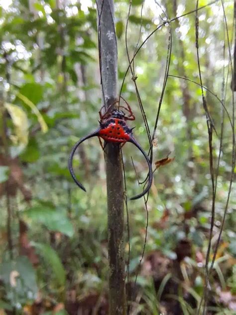 21 Spiders With Spikes Pictures And Identification