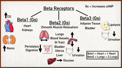 Beta Adrenergic Receptors Types Function Location Stimulation Effects Made Easy — Ezmed