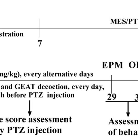 The Timeline Of The Experimental Procedure Download Scientific Diagram The Timeline Of The Experimental Procedure Download Scientific Diagram