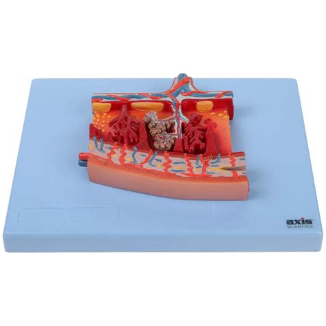 Buy Axis Scientific D Model Of Placenta Human Reproductive System