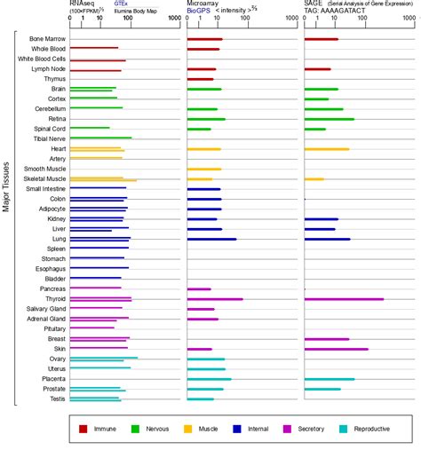 Cited2 Gene Genecards Cite2 Protein Cite2 Antibody