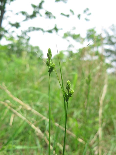 Sedge Fuzzy Wuzzy Hamilton Native Outpost