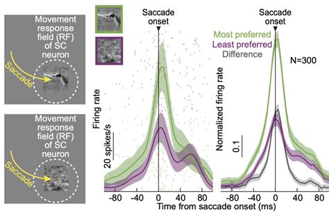 Express Detection Of Visual Objects By Primate Superior Colliculus
