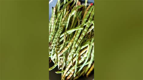 동부 풍년👍날씨 탓인가요 늦게 많이 달렸어요 동부 동부콩 건강먹거리 콩 수확 땅두더지 신유 굿이야 주말농장 주말농장풍경 텃밭농사 텃밭가꾸기 웰빙