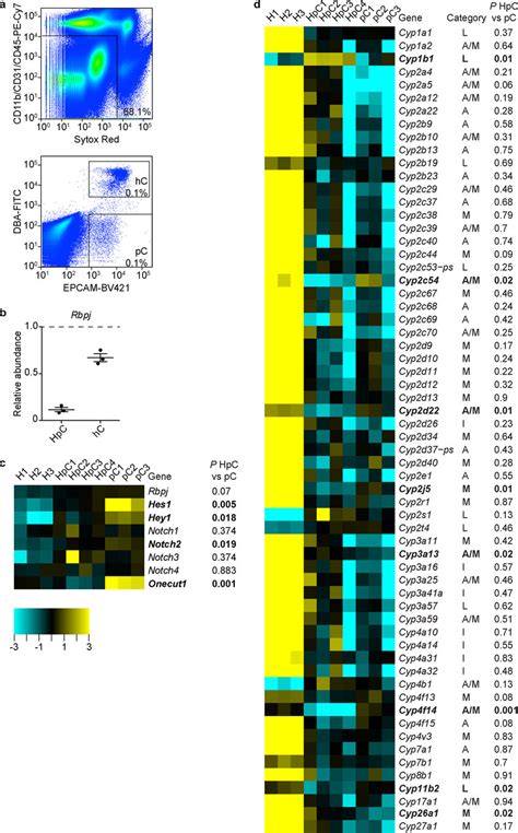 Isolation And Gene Expression Profiling Of Hepatocyte Derived