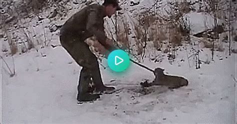 Two Guys Found A Bobcat With One Paw In A Trap They Set Him Free And