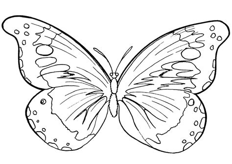 Раскраска Бабочки Распечатать бесплатно
