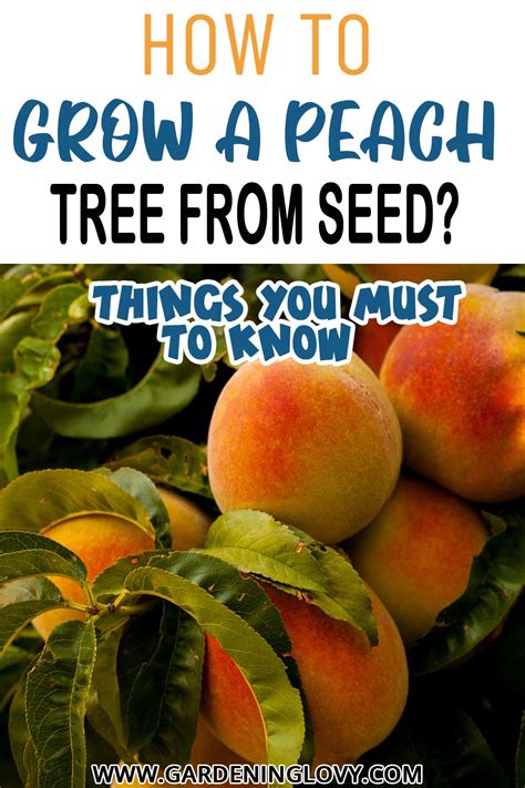 How To Grow A Peach Tree From Seed Growing Peach Trees Planting