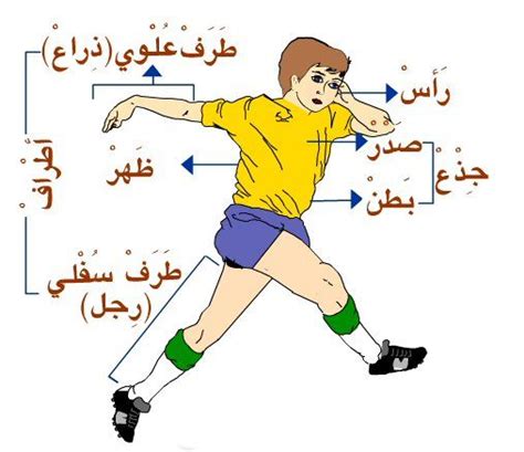 بحث حول الأجزاء الرئيسية لجسم الإنسان دور المفاصل الموسوعة المدرسية