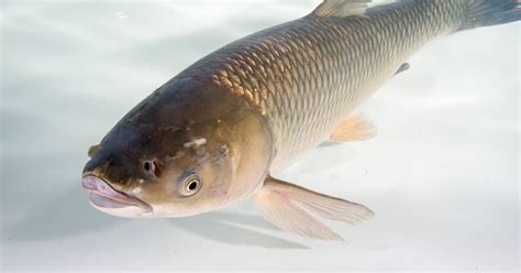 National Triploid Grass Carp Inspection And Certification Program Us