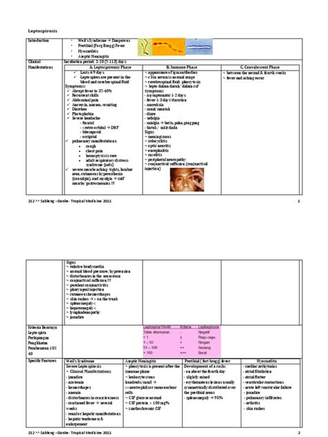 Leptospirosis A Leptospiremic Phase B Immune Phase C Convalescent