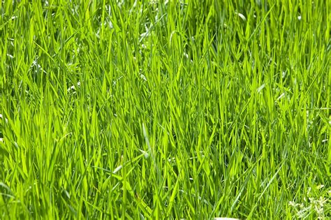 Rye Grass Acheter Une Photo 11722934 Science Photo Library