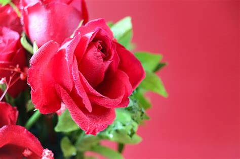 빨간 장미와 흰색 Gypsophila 꽃다발 빨간 장미 꽃잎과 톱니 모양의 녹색 잎 발렌타인 데이 로맨틱 꽃꽂이 빨간색 배경 전경에 초점 복사 공간의 클로즈업 이미지 0명에