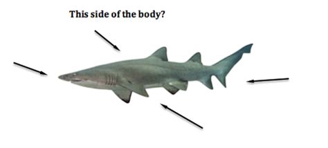 Classification Flashcards Quizlet