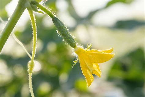 The 6 Stages Of Cucumber Plant Growth