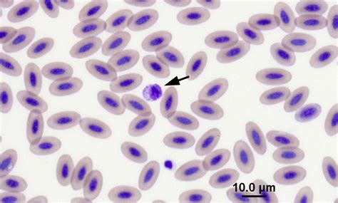 Avian Hematology Veterinary Clinics Exotic Animal Practice