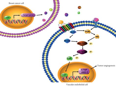 The Concept Map Depicted The Role Of Yap Yap Interaction In Breast