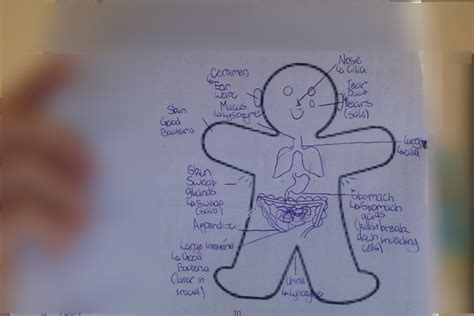 Diagram Of Immune System First Line Defence Quizlet