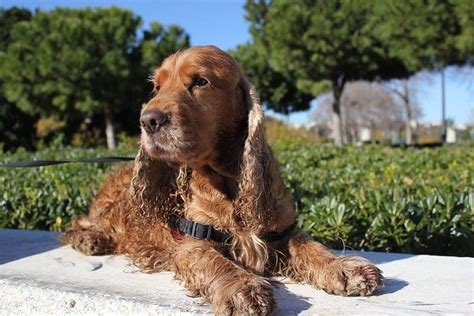 Cocker Spaniel Vs Springer Spaniel Whats The Difference