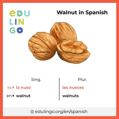 Walnut In Spanish • Writing And Pronunciation With Pictures
