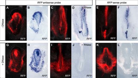 Comparison Between Rfp Fluorescence And Rfp Expression Patterns In