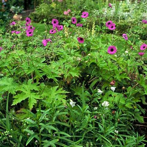 Geranium Psilostemon For Sale Online In Eu Directly From Holland