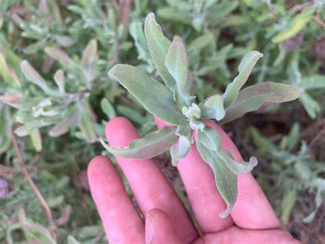 Salvia Clevelandii Whirly Blue