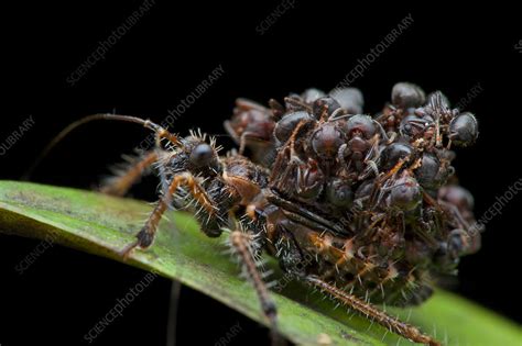 Ant Snatching Assassin Bug Stock Image C035 8895 Science Photo
