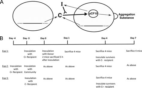 Role Of Sex Pheromone CCF In Transfer Of PCF In The Mouse Download Scientific Diagram