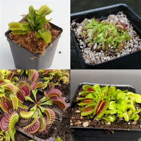 Venus Flytrap Collection Plantcollectorstore