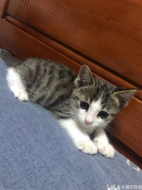 每天认识一种猫——四川简州猫 哔哩哔哩