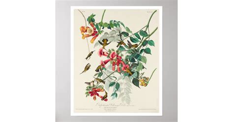 Ruby Throated Humming Bird By Audubon Poster Zazzle