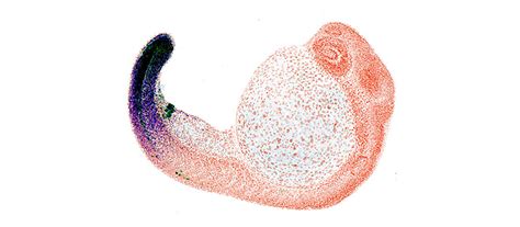 From Fish Cloaca To Fingers Scientists Trace The Origin Of Our Digits