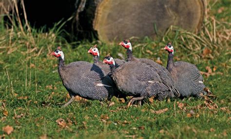 Types Of Poultry Dorothy Grace Agro Farms