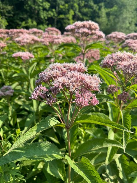 Spotted Joe Pye Weed Eutrochium Maculatum — Annapolis Seeds
