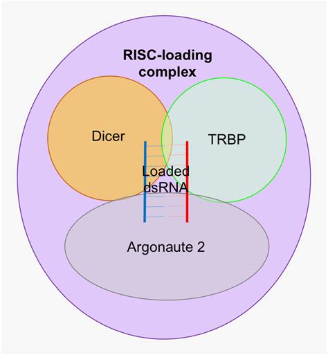 Risc Loading Complex Risc Complex Hd Png Download Kindpng