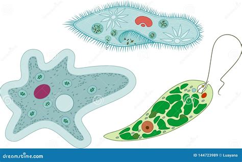 Types Of Protozoans