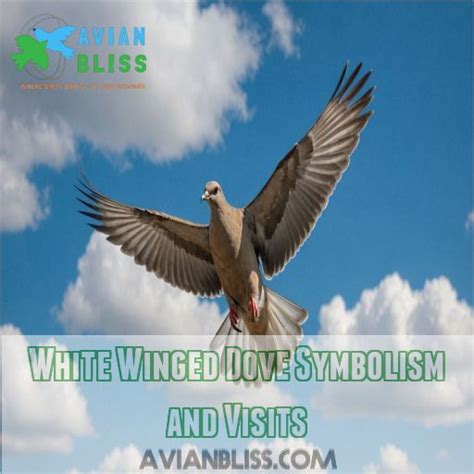 White Winged Dove Identification Habitat And Unique Traits