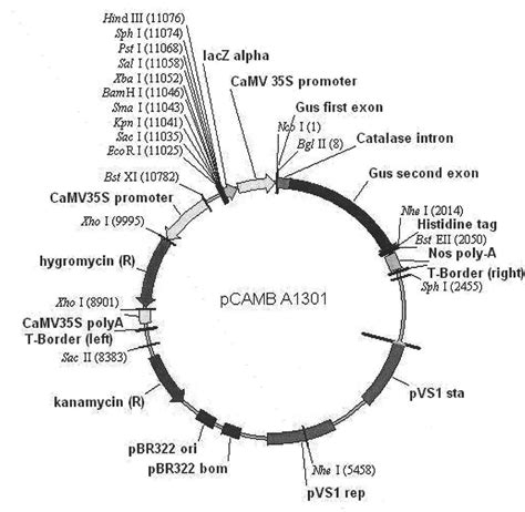 Nucleotide Sequence And Vector For Directional Cloning Eureka Patsnap