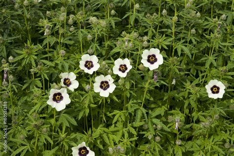 Health Benefits Of Kenaf Health Benefits