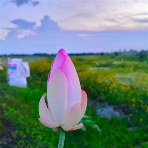 Hasibur Rahman Hasib